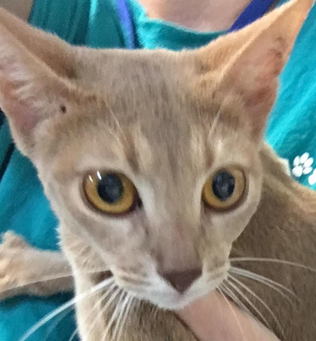 Cinnamon - Female Abyssinian Mix Cat in QLD - PetRescue