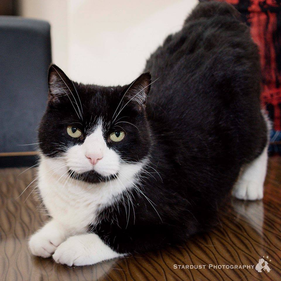 AC0677 - Stubby - Male Domestic Short Hair Cat in WA - PetRescue