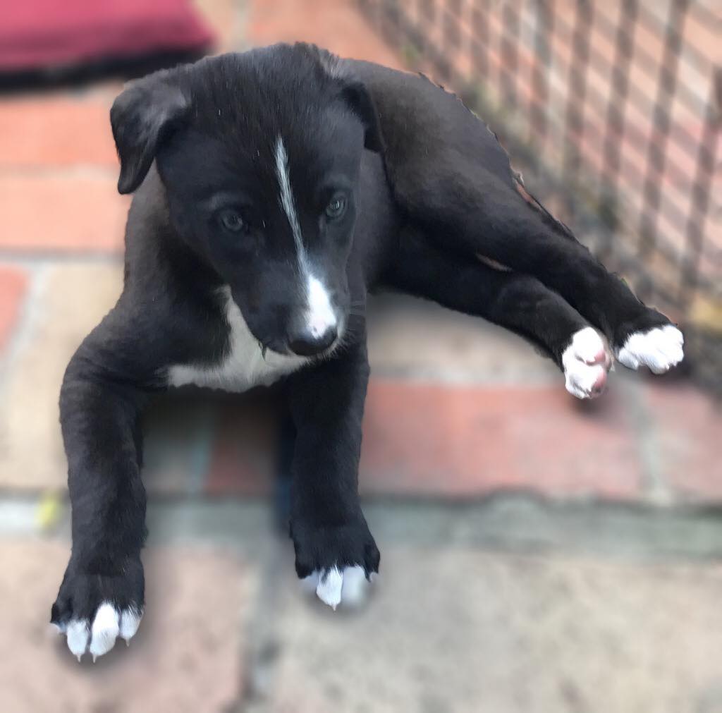 Pud - Large Male Greyhound Dog in VIC - PetRescue