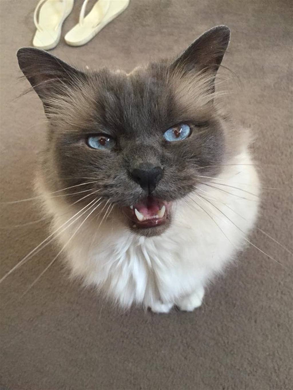 Kasper - Male Birman Mix Cat in VIC - PetRescue