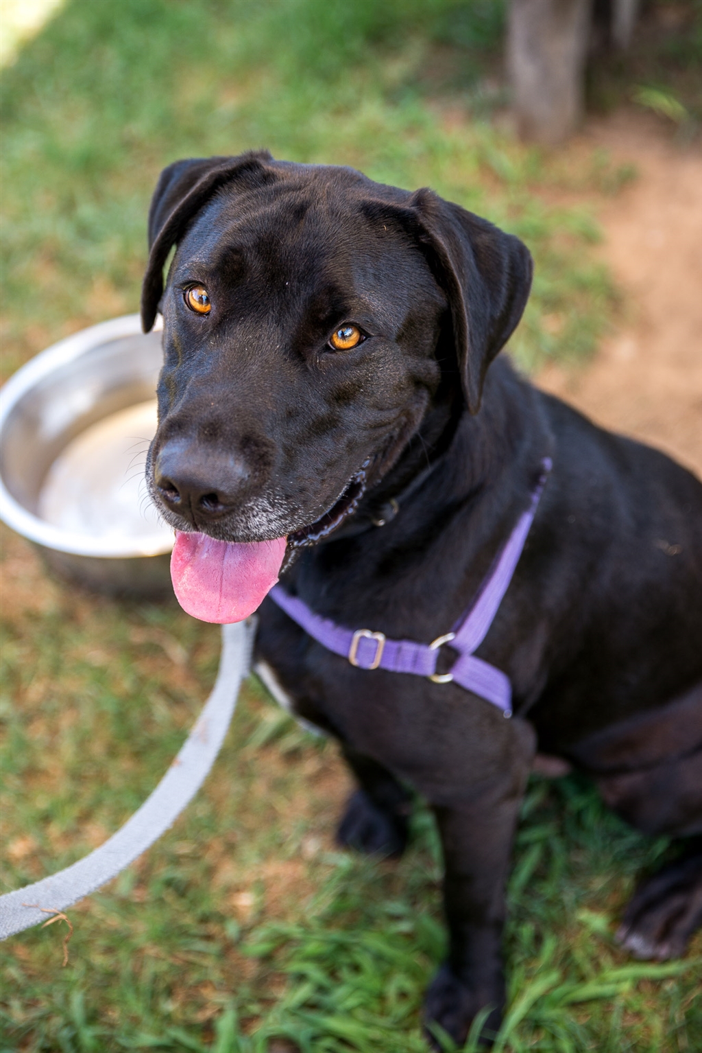 Bear - Large Male Labrador x Mastiff Mix Dog in NSW - PetRescue
