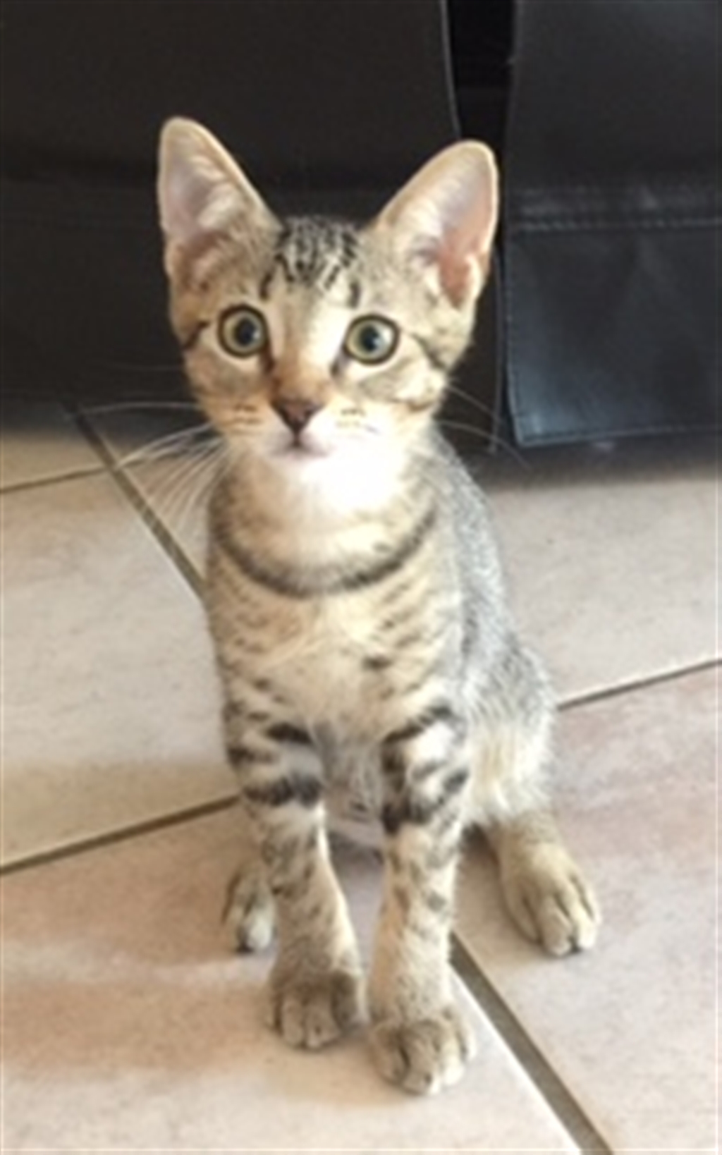 Maud - Female Domestic Short Hair Mix Cat in QLD - PetRescue