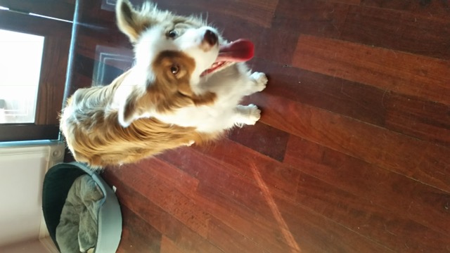 Tilly - Medium Female Border Collie Dog in VIC - PetRescue