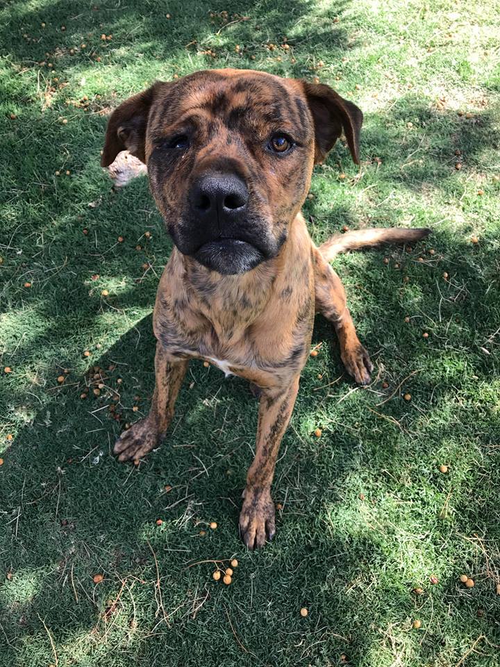 Kevin - Medium Male Boxer Mix Dog in QLD - PetRescue