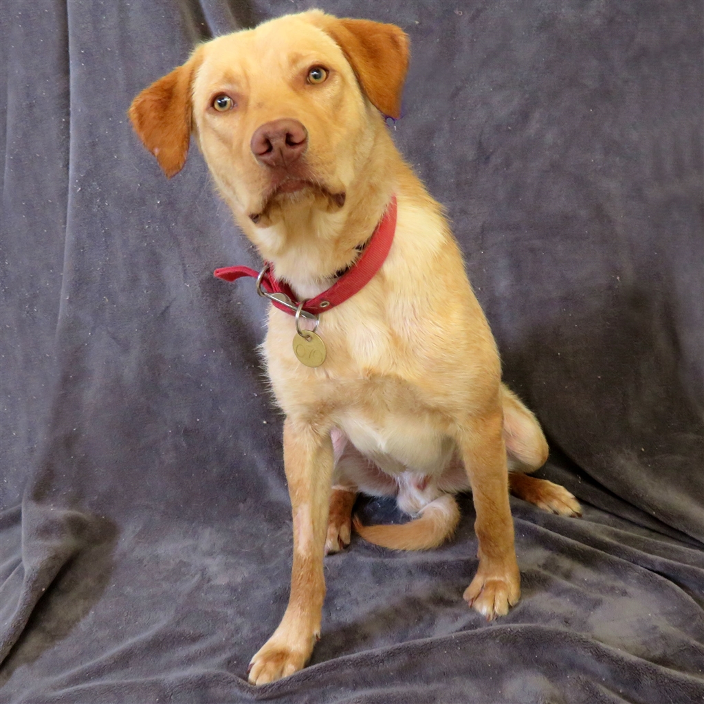 Ziggy - Medium Male Kelpie x Labrador Mix Dog in VIC - PetRescue