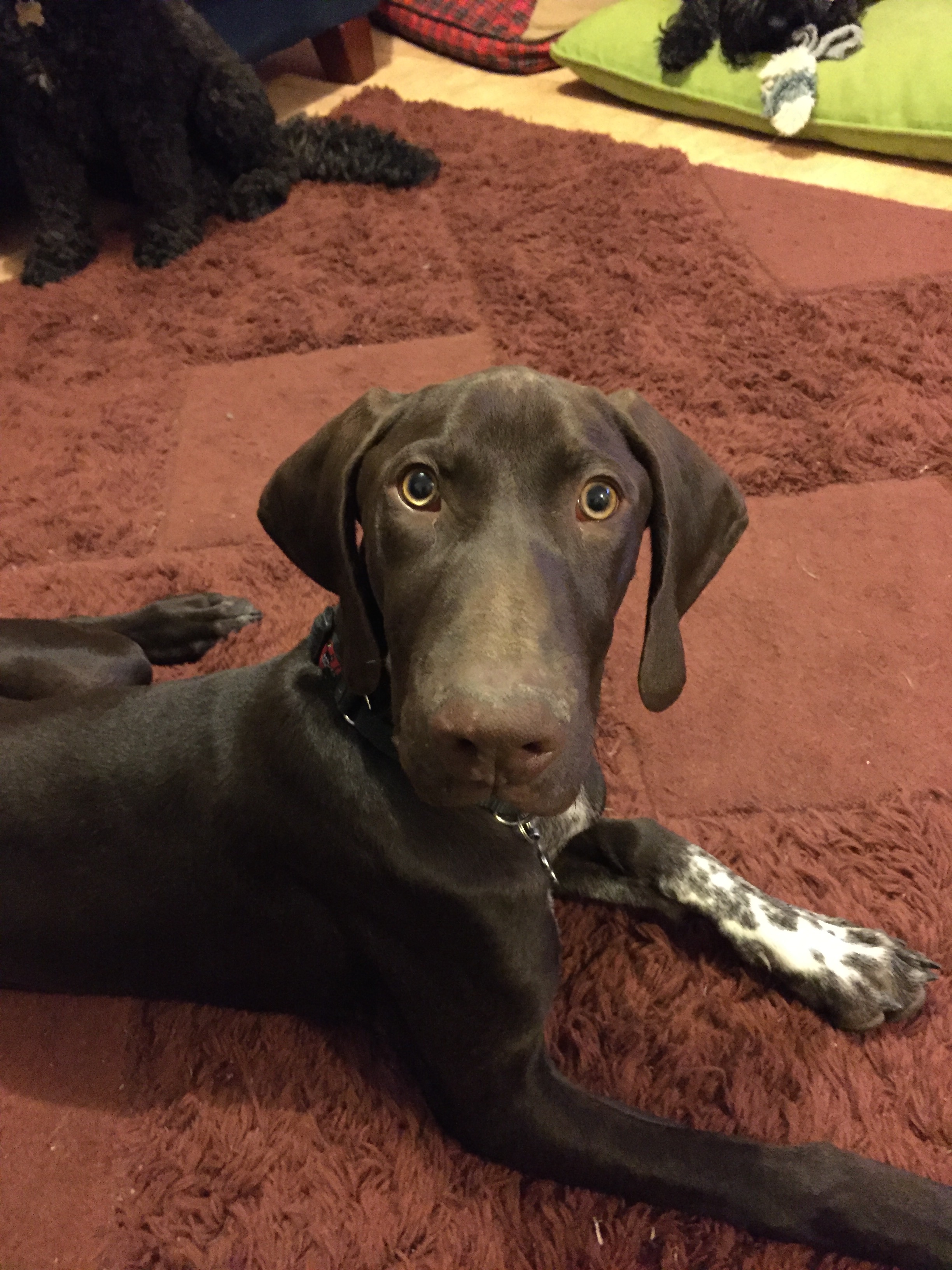 Loki - Large Male German Shorthaired Pointer Dog in VIC - PetRescue