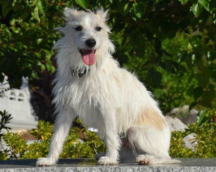 Special boy Riki - Small Male Jack Russell Terrier x Miniature Fox ...