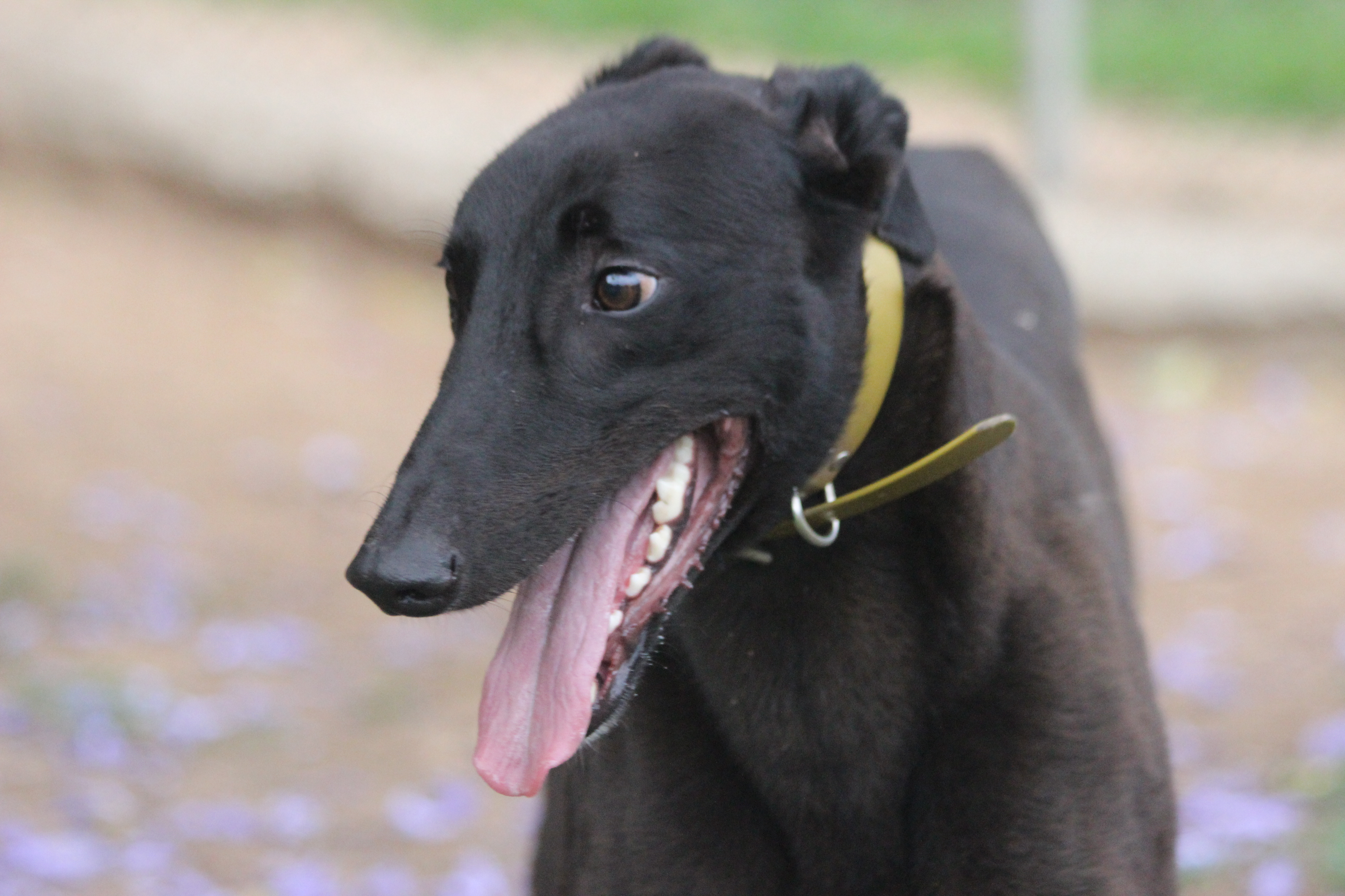 goldie - Large Male Greyhound Dog in VIC - PetRescue