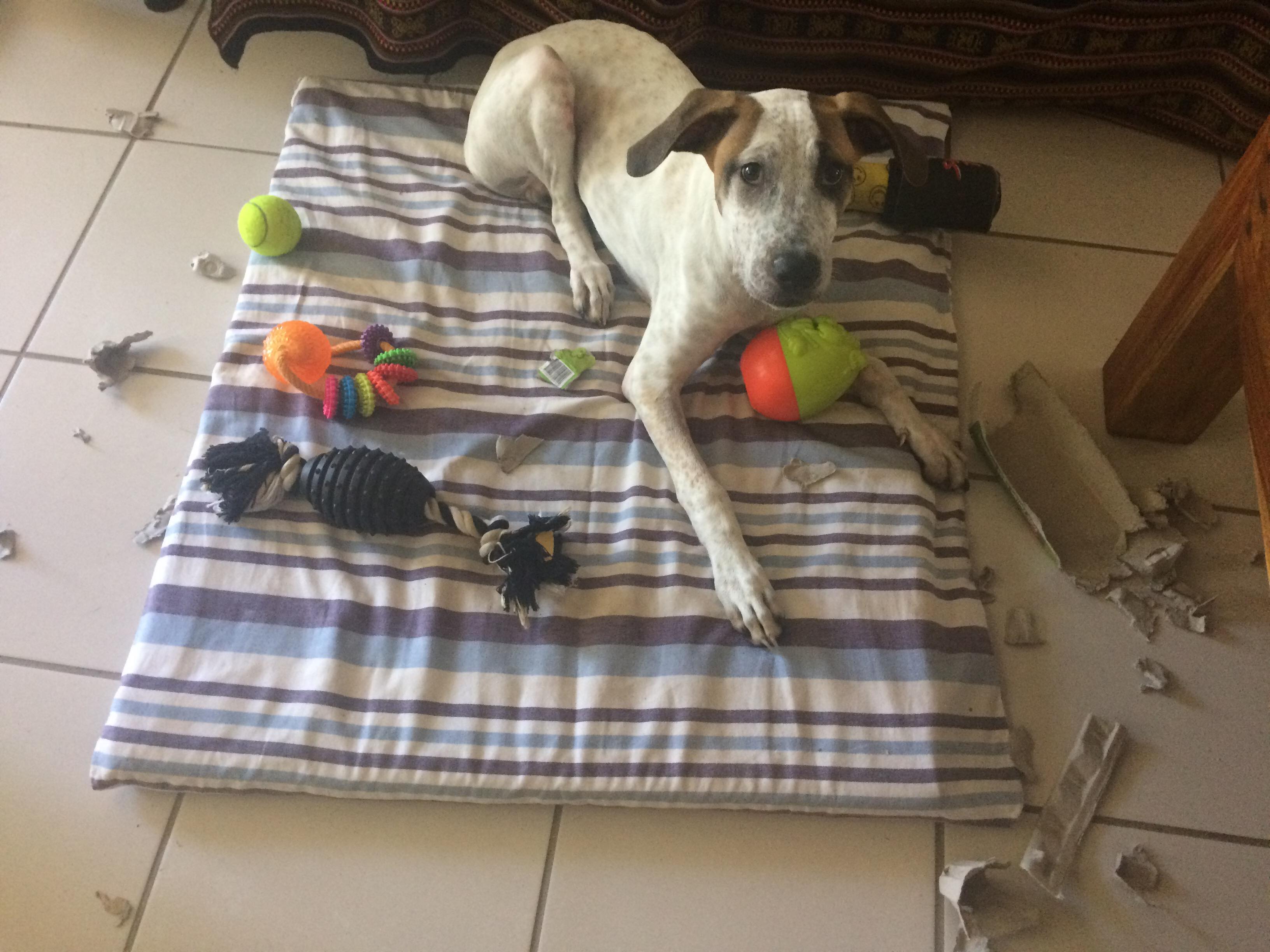 Rocco - Large Male Bull Arab Mix Dog in QLD - PetRescue