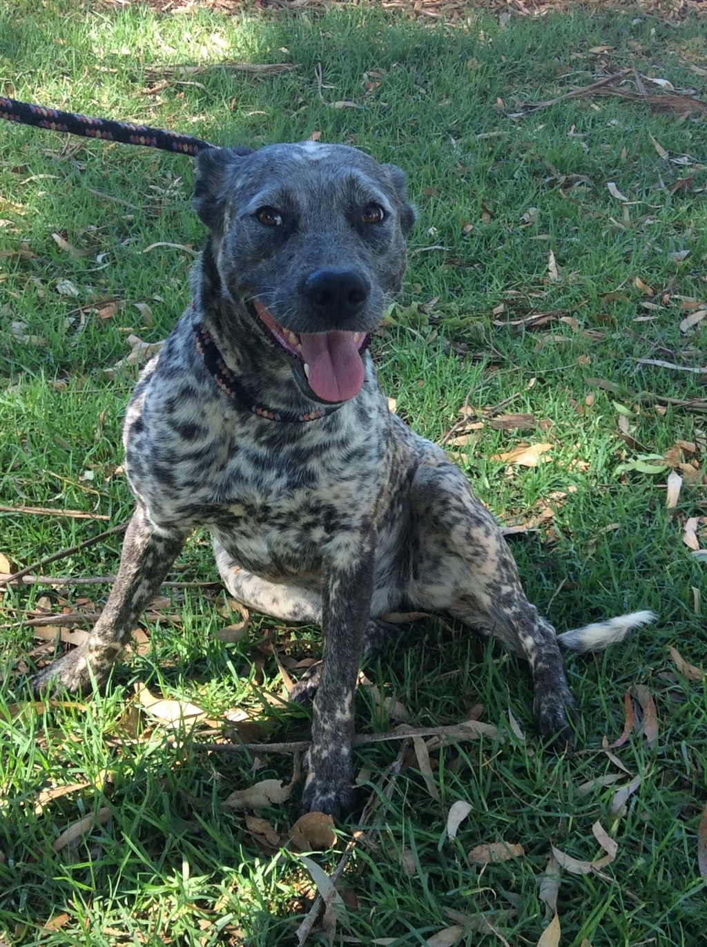 Dotti - Medium Female Australian Cattle Dog x Rhodesian Ridgeback Mix ...