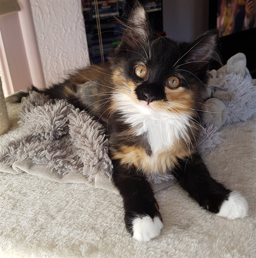 Frog - Female Dlh Mix Cat in VIC - PetRescue