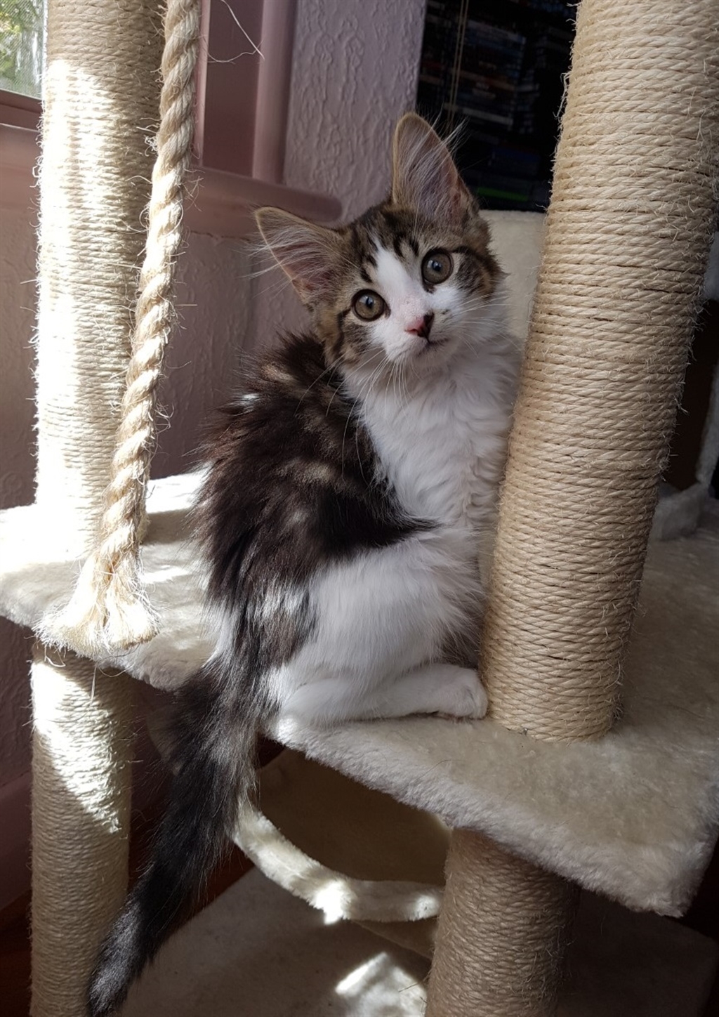 Tadpole - Male Dsh Mix Cat in VIC - PetRescue