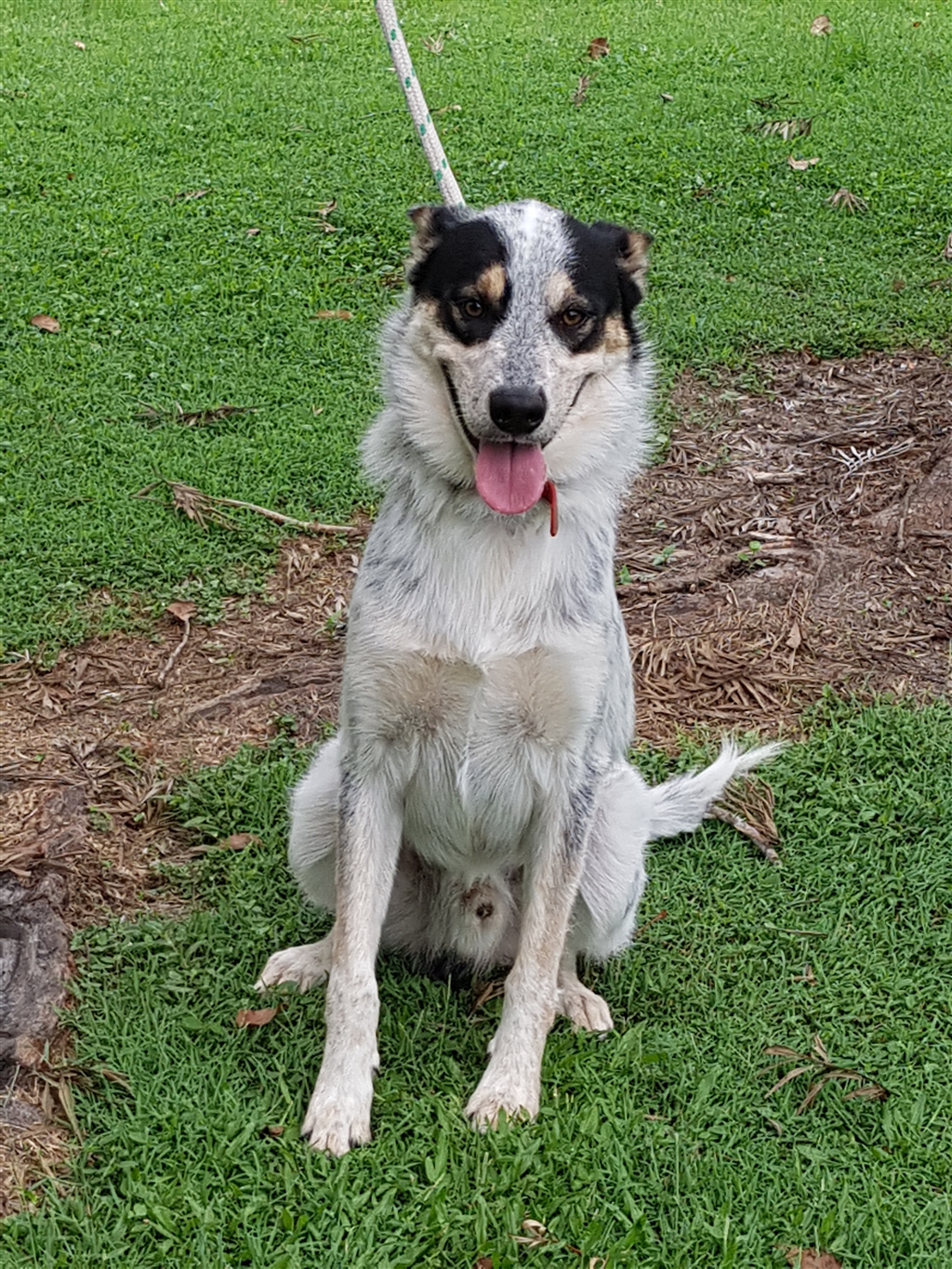 Romeo - Medium Male Australian Cattle Dog x Border Collie Mix Dog in ...
