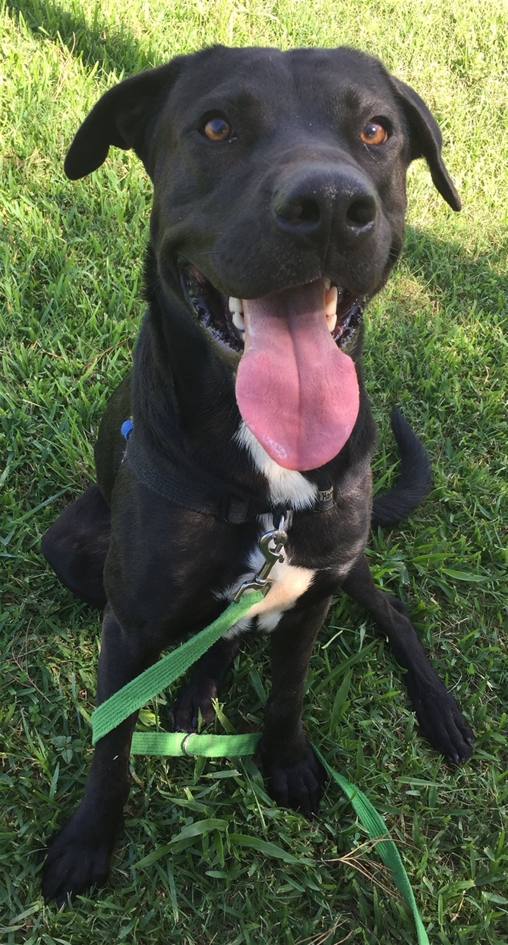 Jeffrey - Large Male Labrador Retriever Mix Dog in QLD - PetRescue