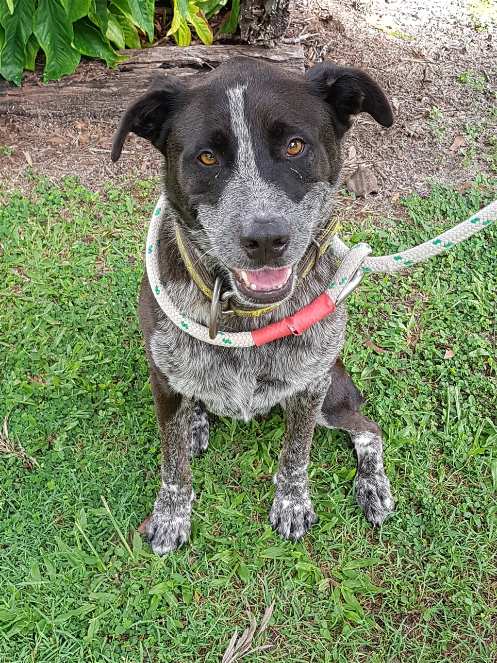 Beau - Medium Male Australian Stumpy Tail Cattle Dog x Labrador ...