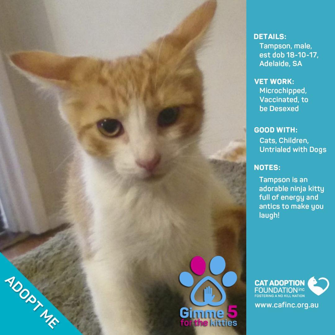 Tampson - Male Domestic Short Hair Cat in SA - PetRescue