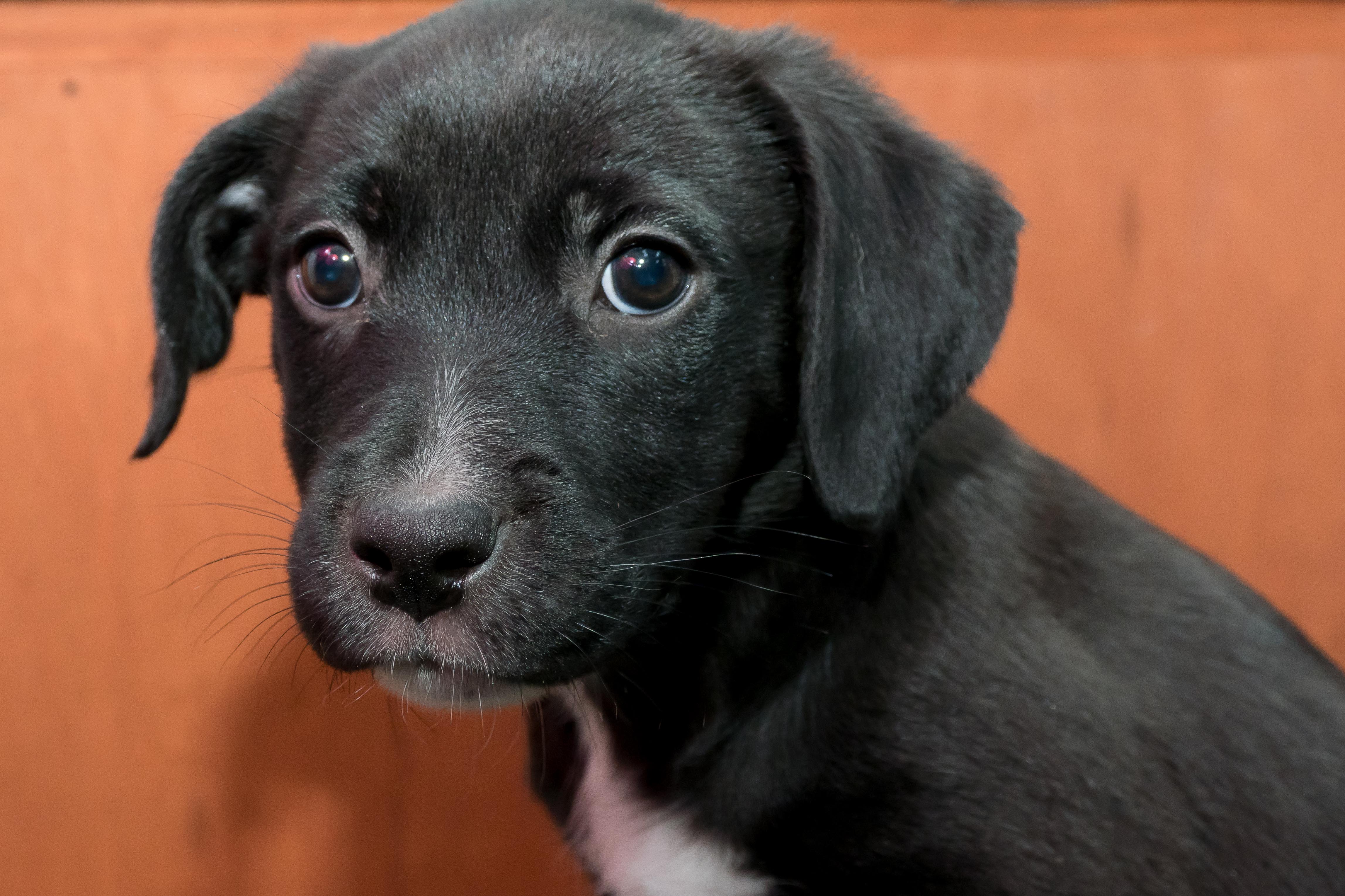 Liquorice **No more expressions of interest** - Medium Female Pointer x ...