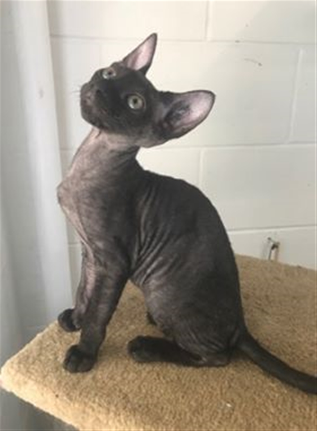 Mystique - Female Cornish Rex Mix Cat in QLD - PetRescue