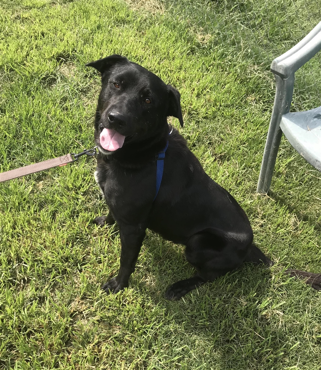 Bo - Medium Male Kelpie x Labrador Retriever Mix Dog in QLD - PetRescue