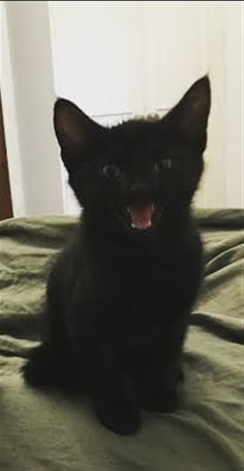 Tiger - Male Dsh Mix Cat in VIC - PetRescue