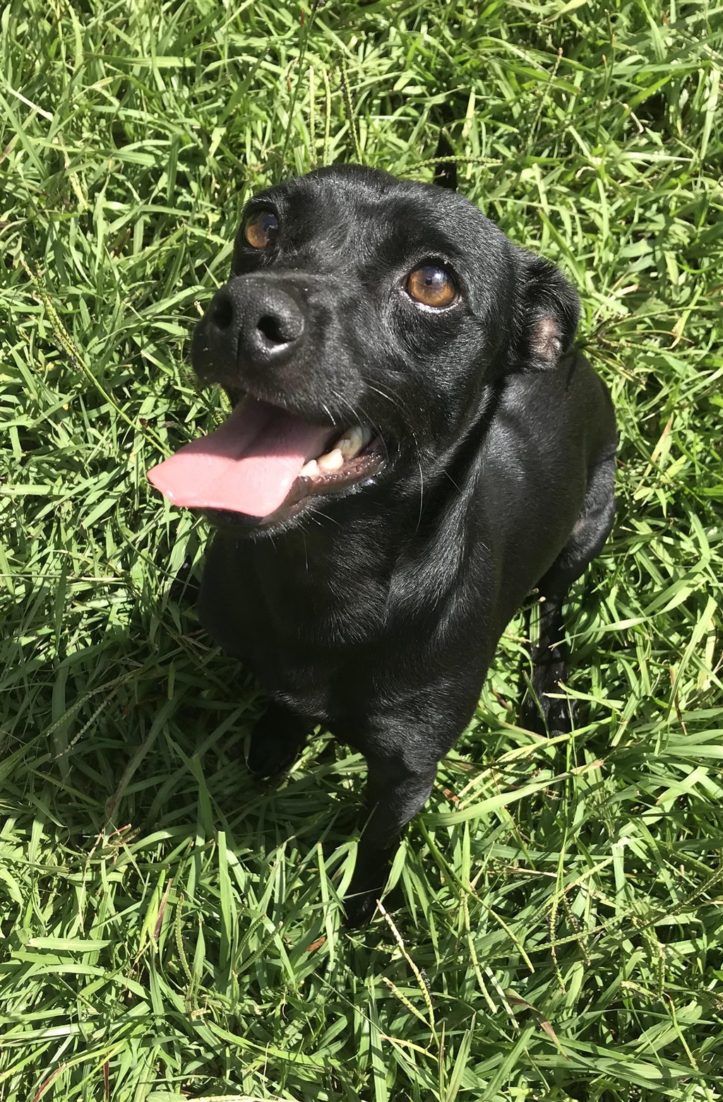 Truman - Small Male Pug x Dachshund, Miniature Mix Dog in QLD - PetRescue