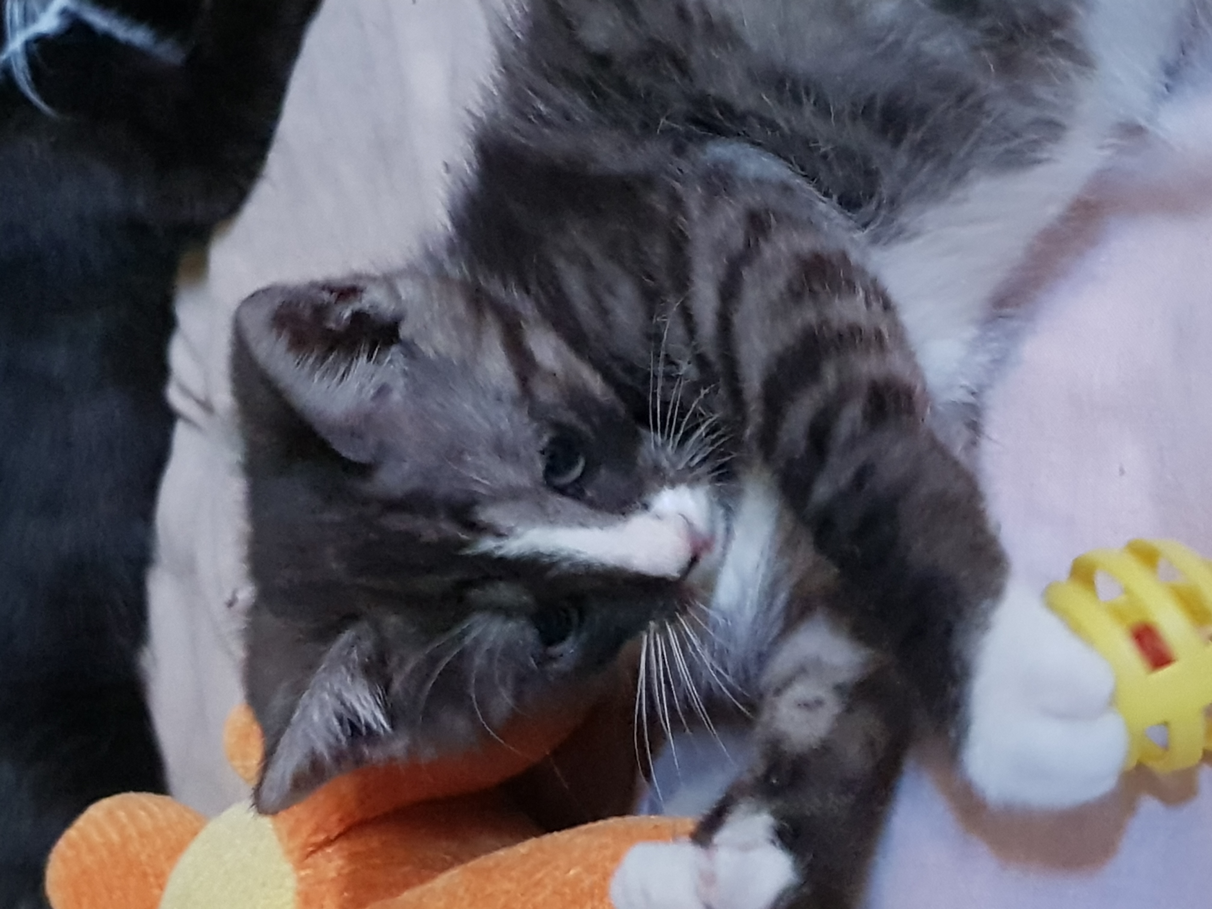 Nan - Nan - Female Domestic Short Hair Cat in NSW - PetRescue