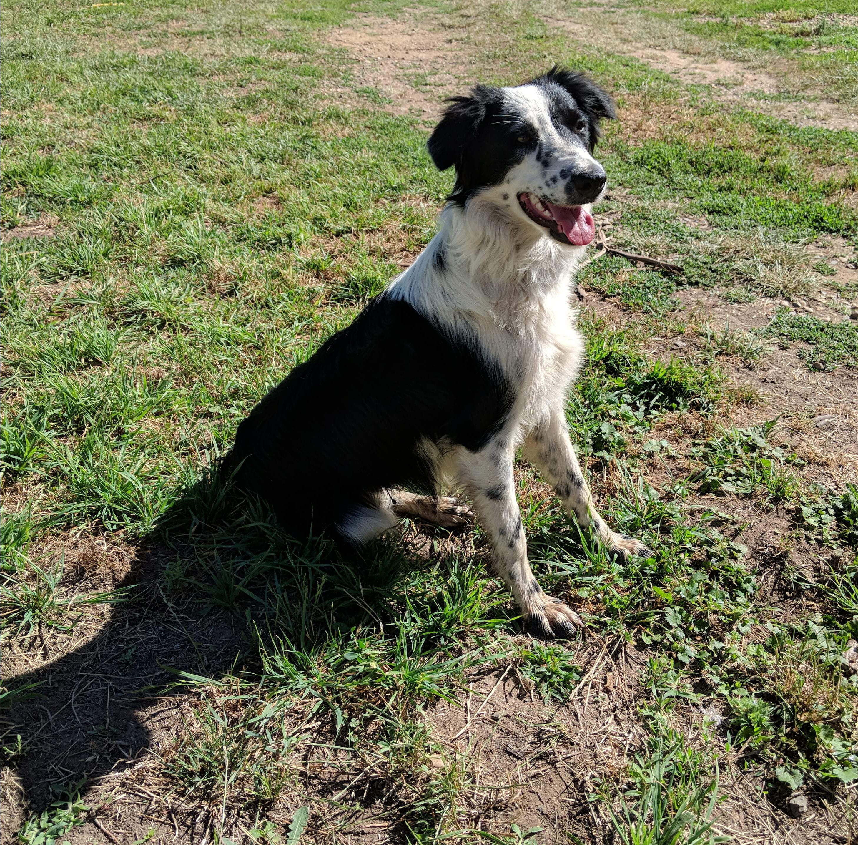 Gigi - Medium Female Border Collie Dog in NSW - PetRescue
