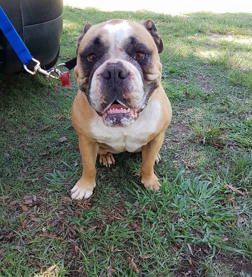 Macy - Medium Female Australian Bulldog Dog in QLD - PetRescue