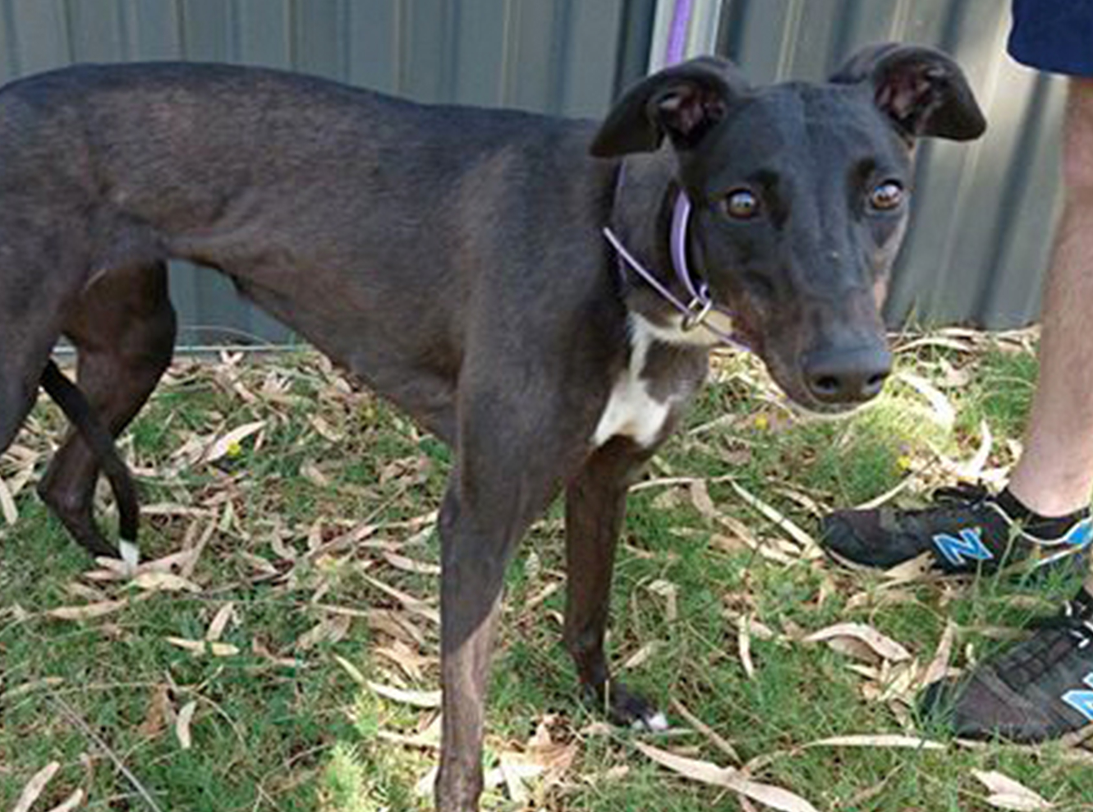 Jai - Large Female Greyhound Dog in WA - PetRescue
