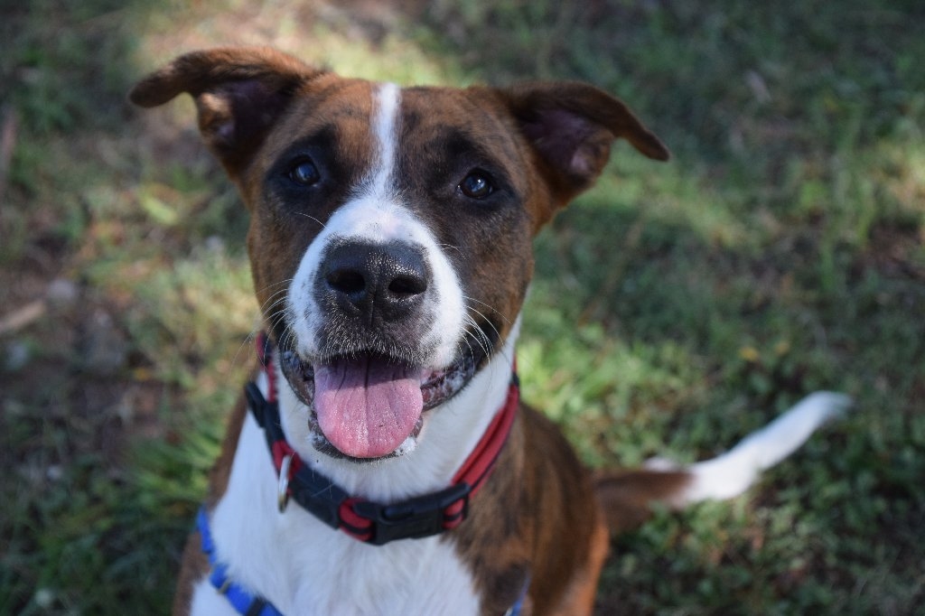 Annie - Medium Female Australian Cattle Dog x Boxer Mix Dog in QLD ...