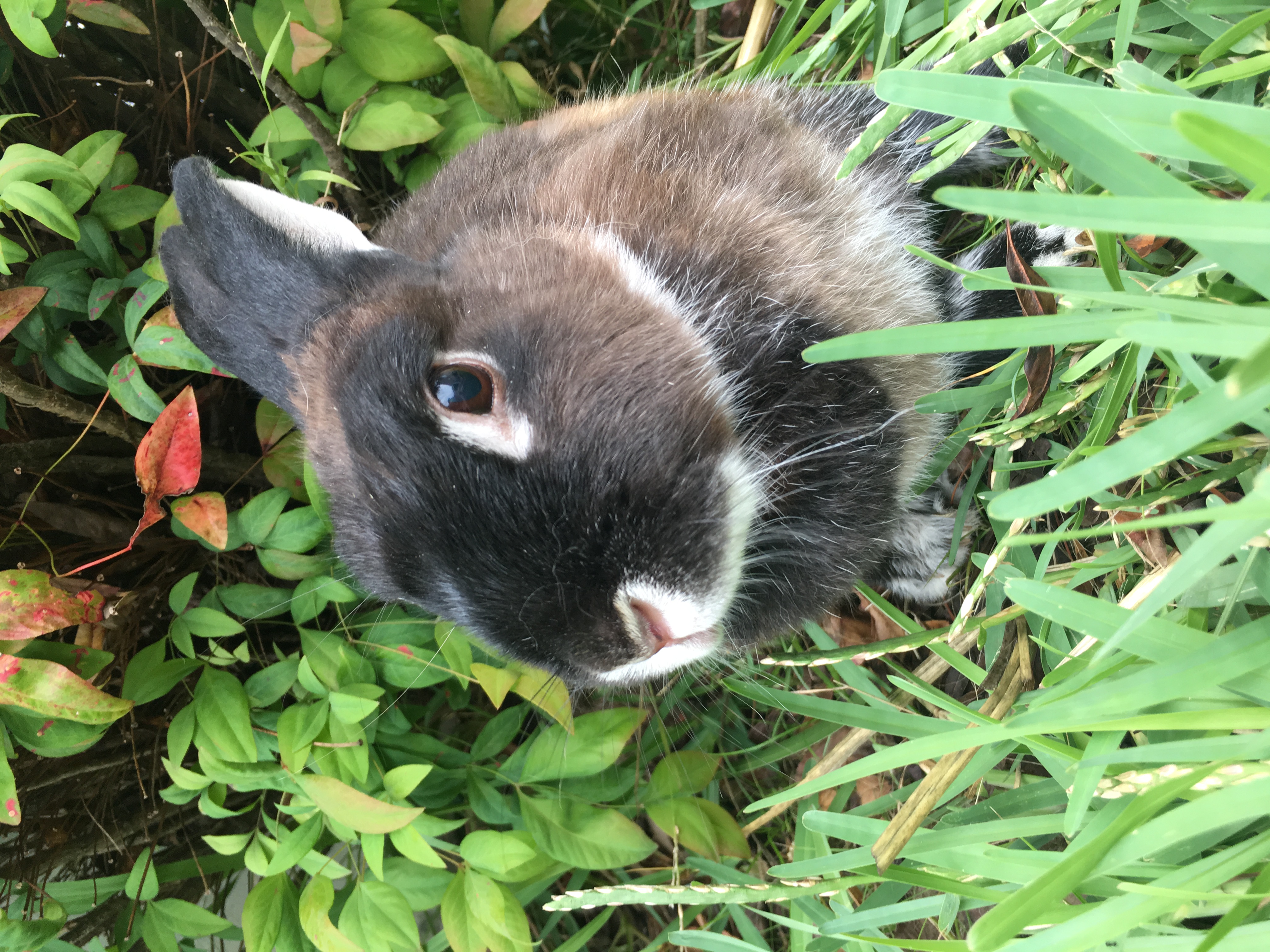 Misty - Female Dwarf Rabbit in NSW - PetRescue