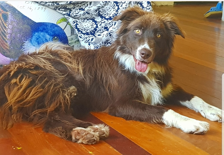 Rusty - Large Male Border Collie Dog in QLD - PetRescue