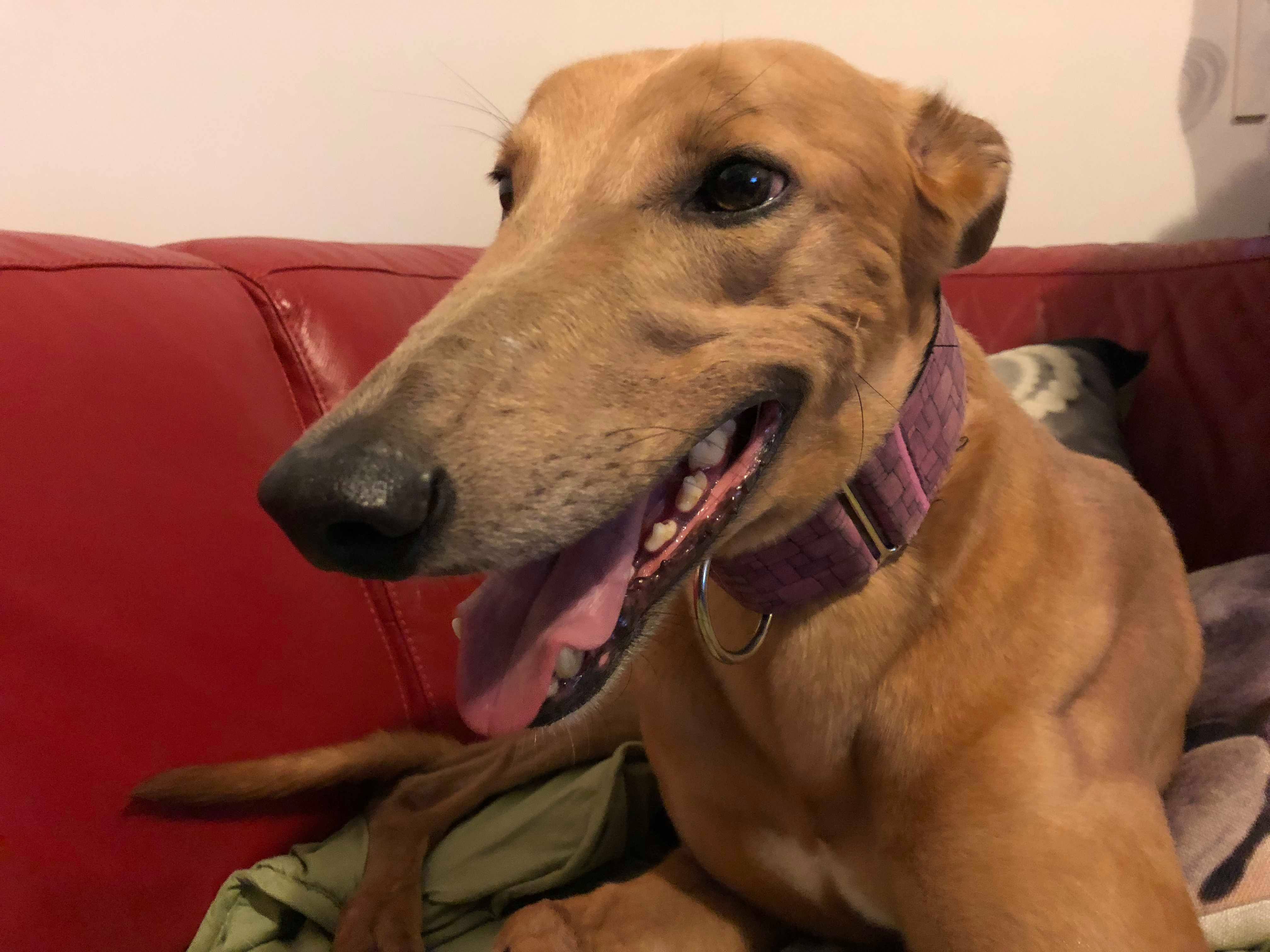Blake - Large Male Greyhound Dog in VIC - PetRescue