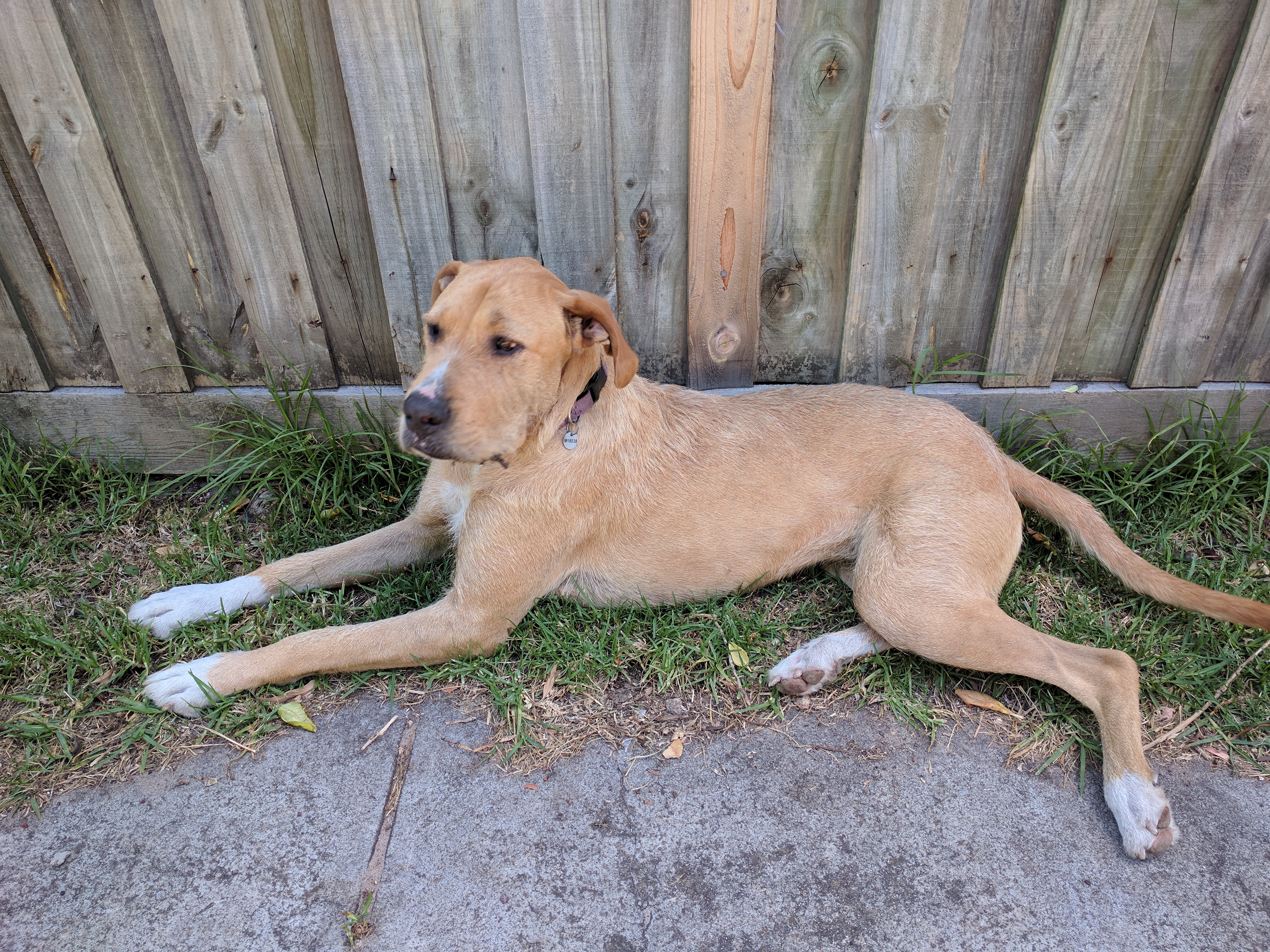 Peppa - Medium Female Bull Arab x Mastiff Dog in VIC - PetRescue