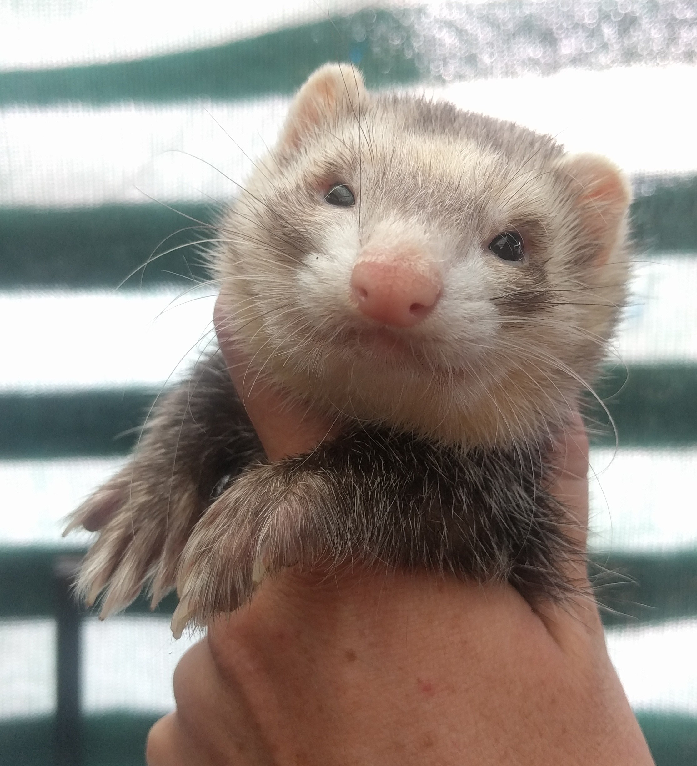 Maya - Female Ferret in VIC - PetRescue