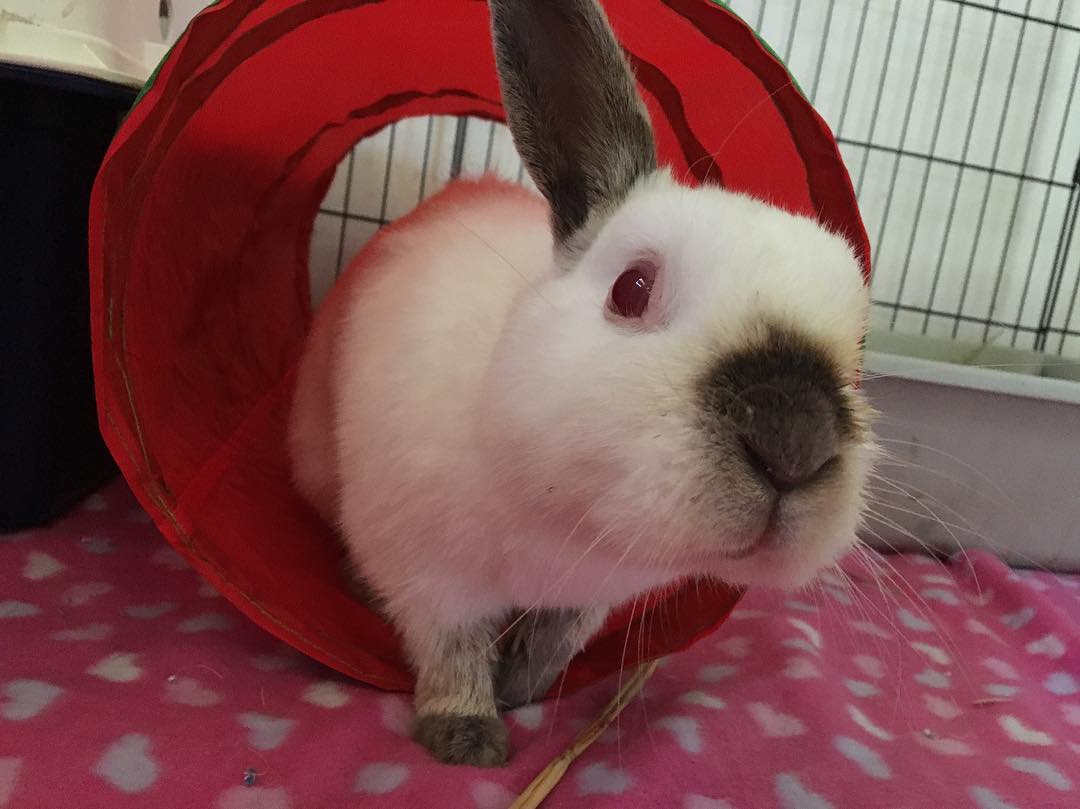 Arnie **On Trial** - Male Himalayan Dwarf x Netherland Dwarf Rabbit in ...