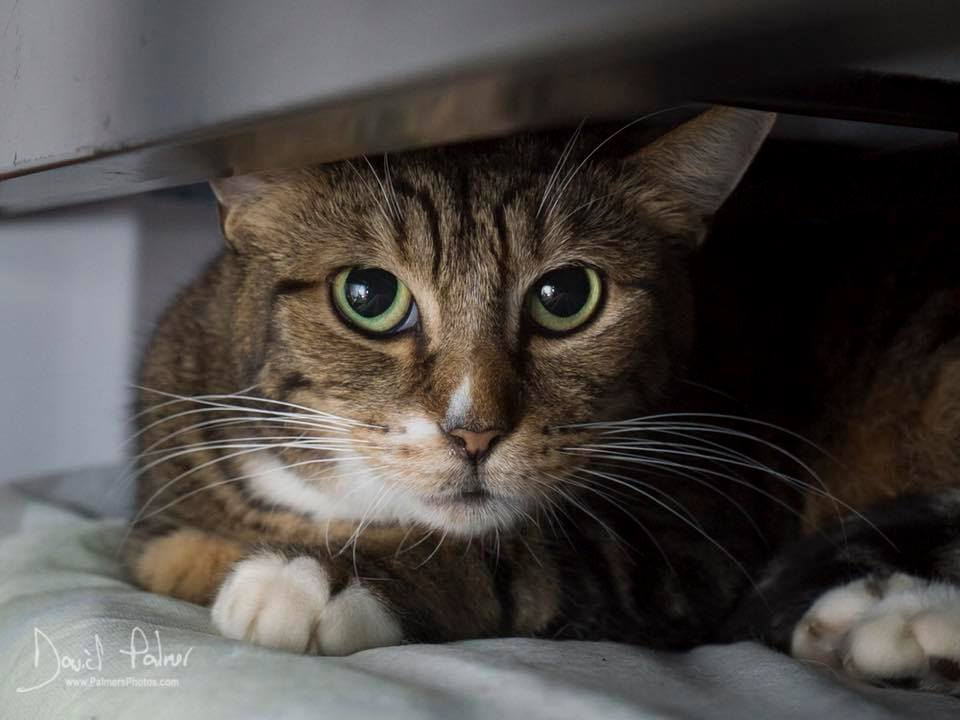 AK0130 - Fluffles - Male Domestic Short Hair Cat in WA - PetRescue