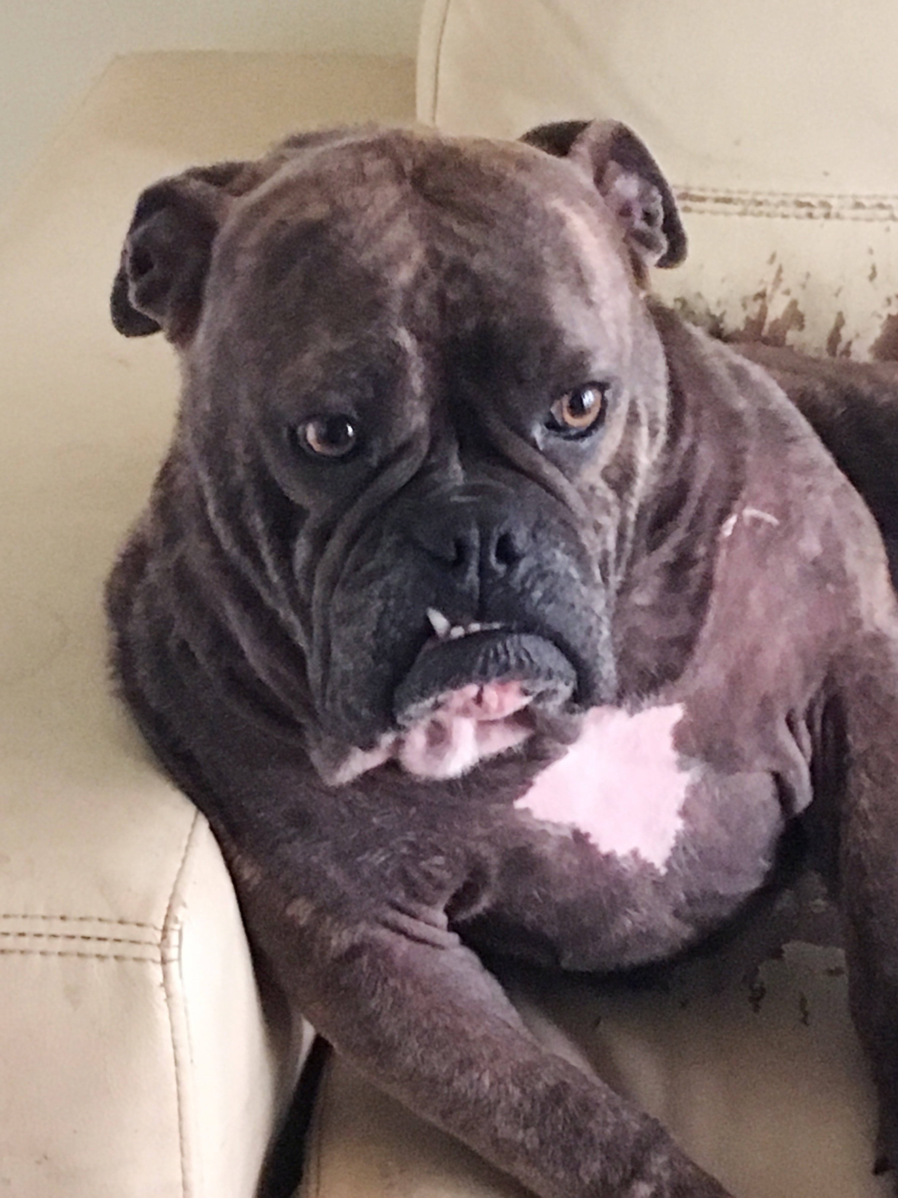 Indi - Medium Female Australian Bulldog Dog in VIC - PetRescue