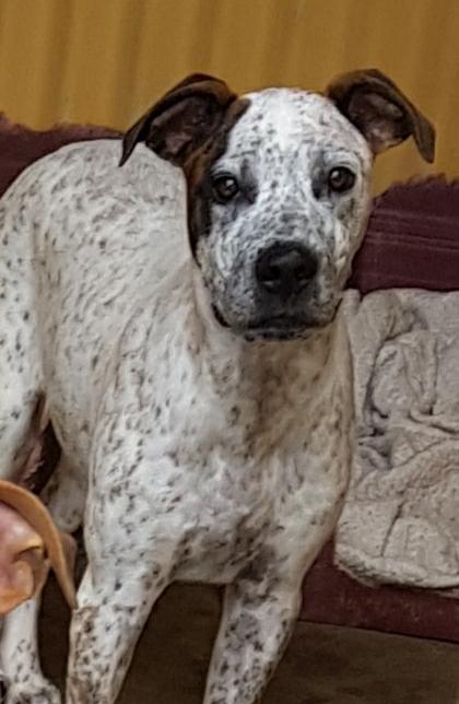 Abby - Medium Female German Shorthaired Pointer x Rhodesian Ridgeback ...