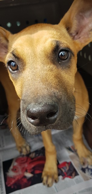 Bess - Medium Female German Shorthaired Pointer x Rhodesian Ridgeback ...