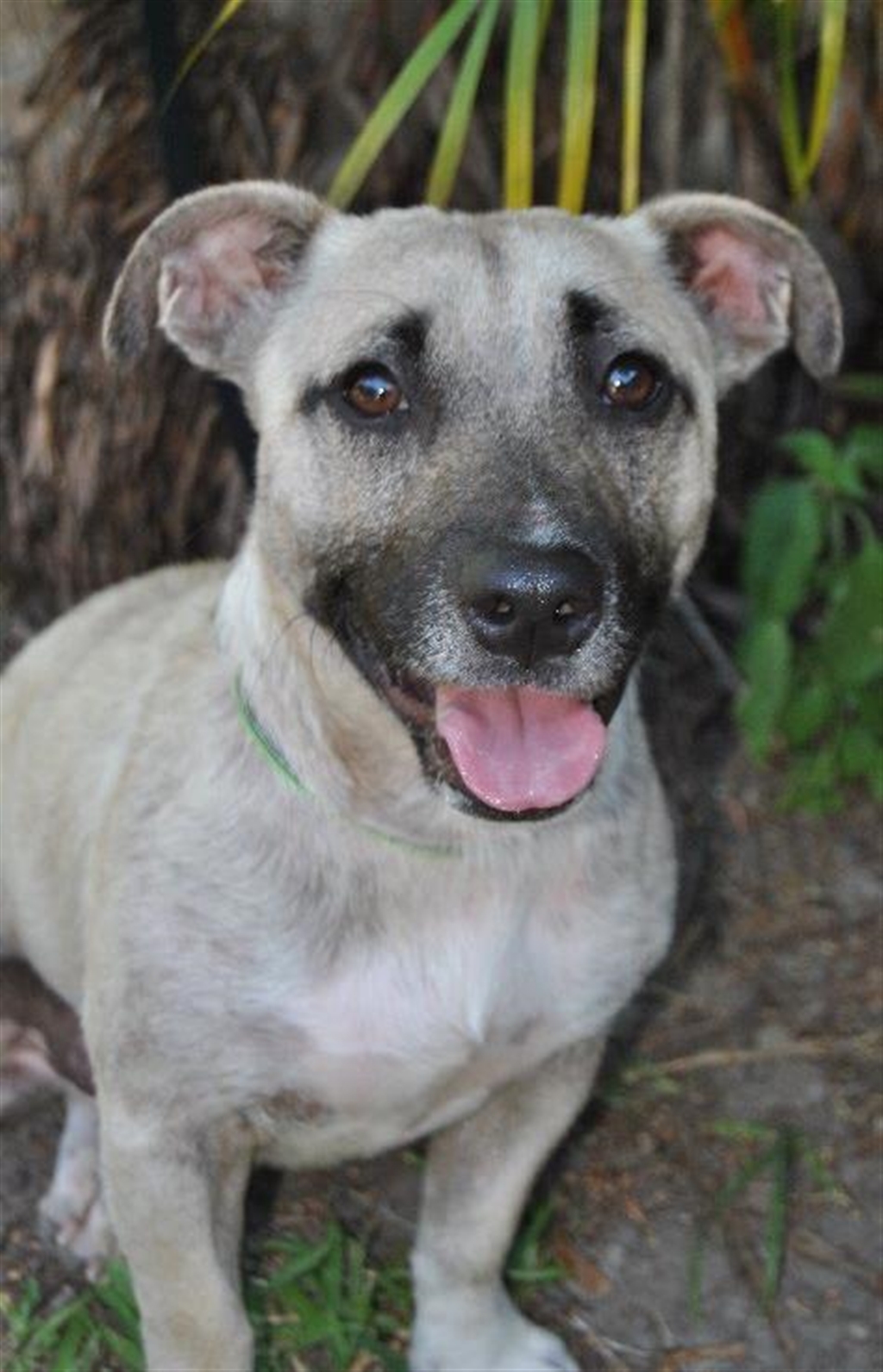 Cruz - Medium Male English Staffordshire Bull Terrier x Corgi, Cardigan ...