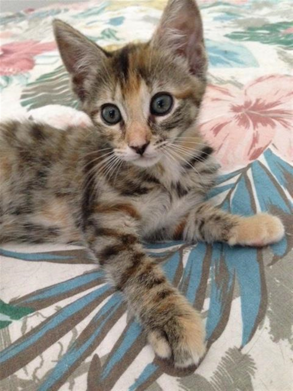 Tigger - Female Domestic Short Hair Mix Cat in QLD - PetRescue