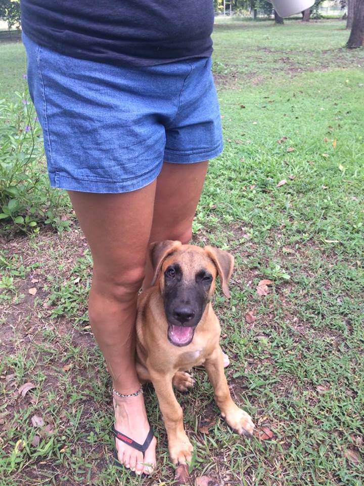 Alby - Medium Male Mixed Breed Dog in NT - PetRescue