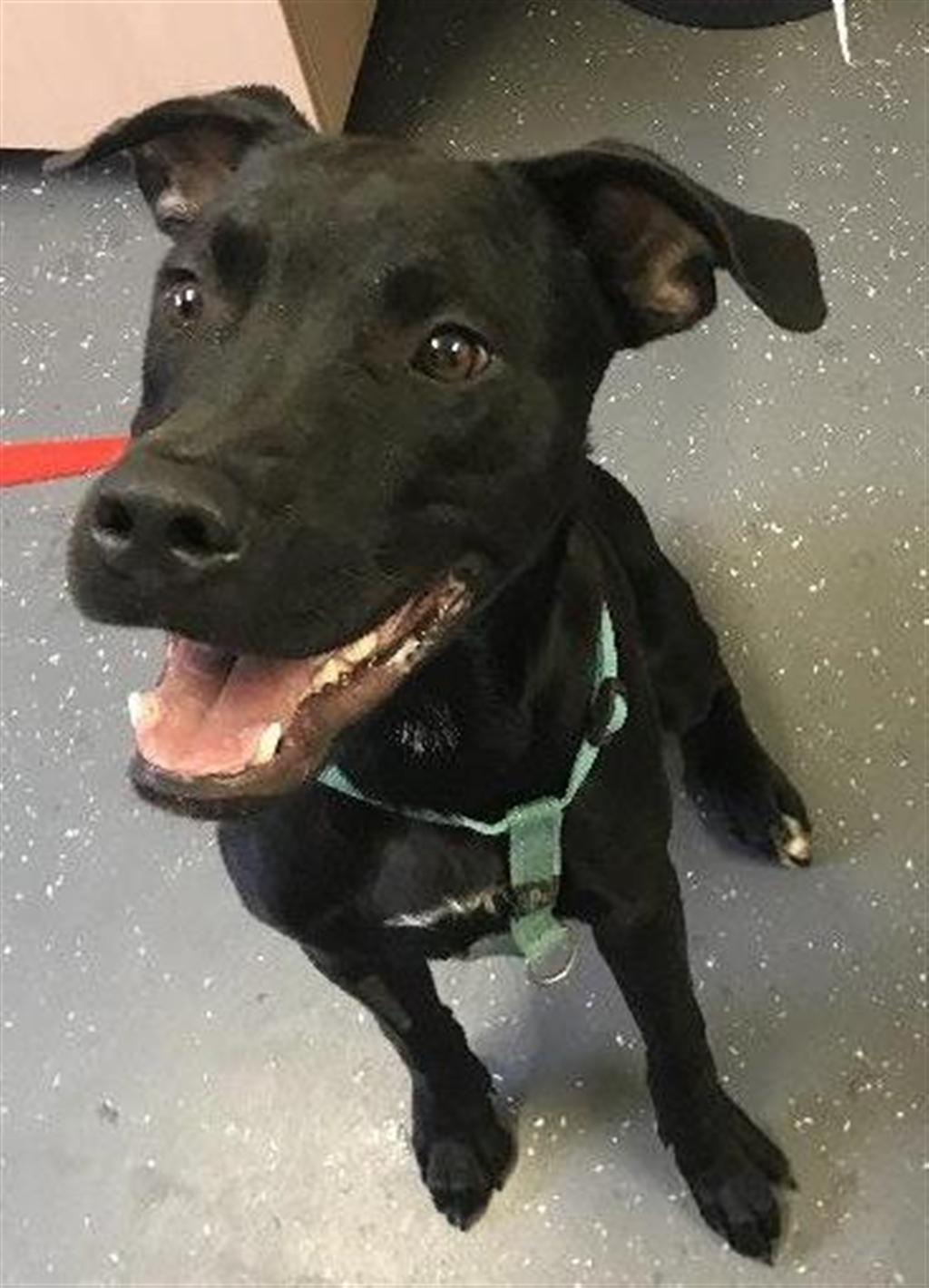 Gene - Large Male Boxer x English Staffordshire Bull Terrier Mix Dog in ...