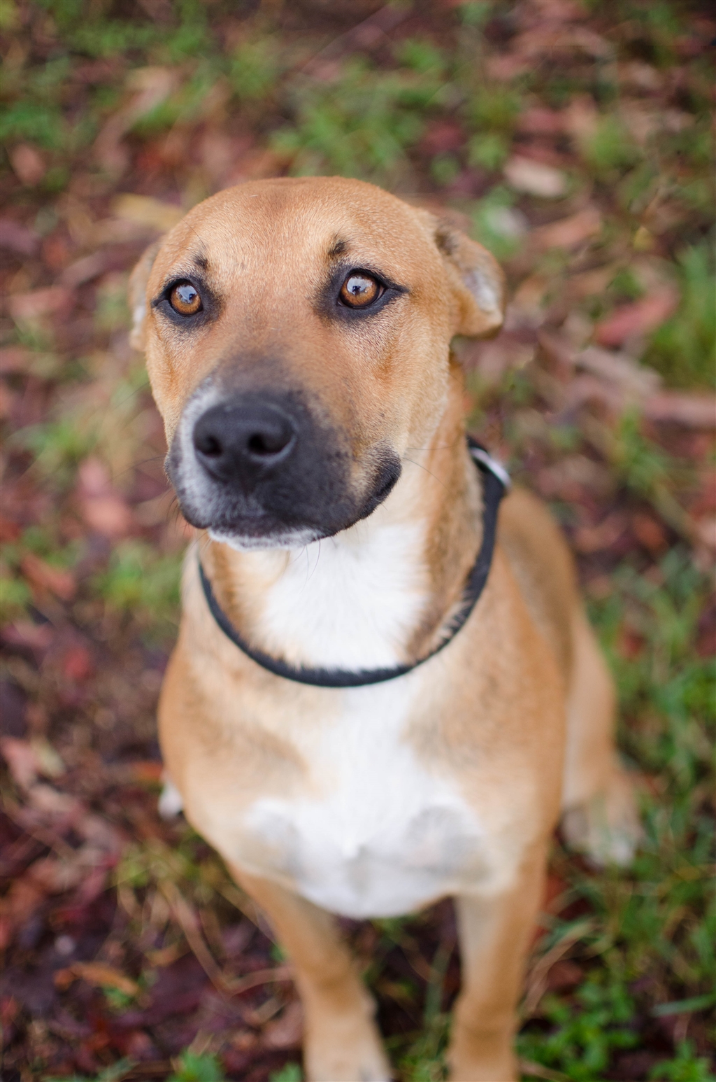Pie - Medium Male Kelpie x Rhodesian Ridgeback Mix Dog in QLD - PetRescue