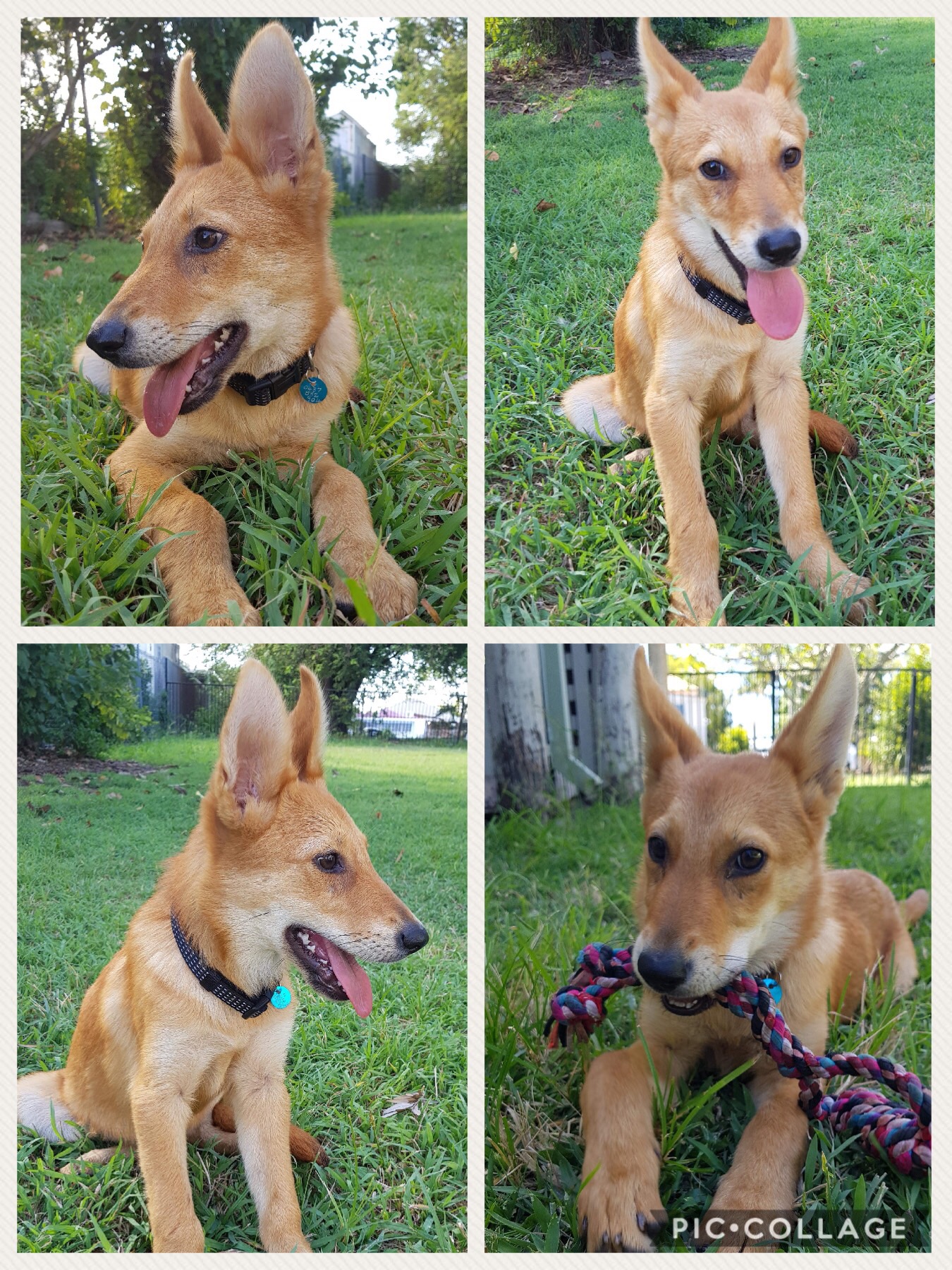 Lilly - Medium Female German Shepherd Mix Dog in QLD - PetRescue