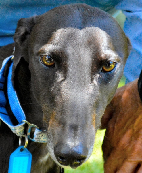 Charlie - Large Male Greyhound Dog in NSW - PetRescue