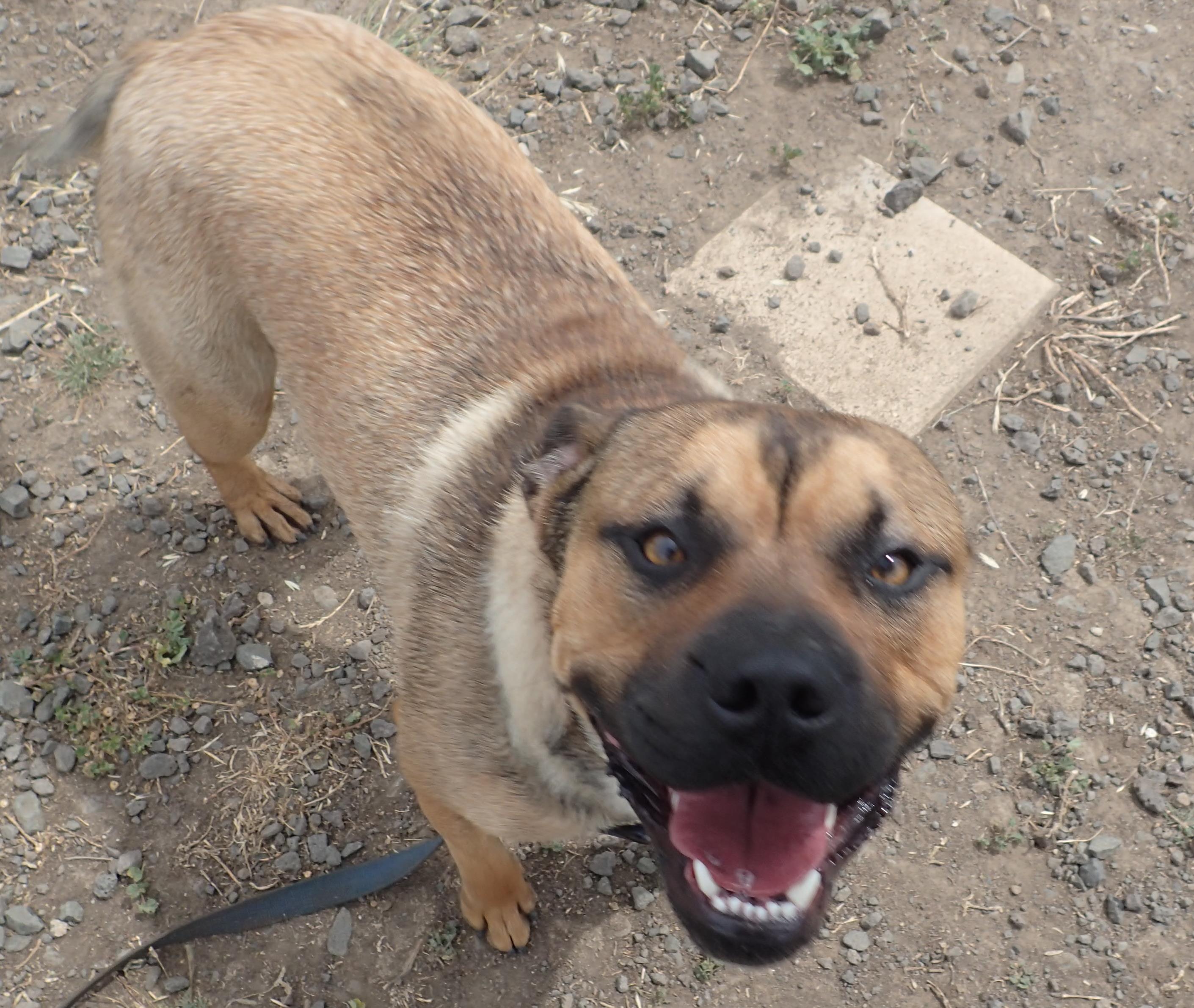 Ralph ID40424 - Large Male Rottweiler x Staffordshire Bull Terrier Mix ...