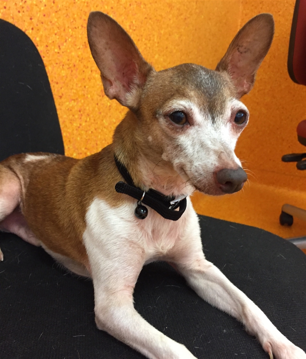 Peppi - Small Male Chihuahua x Miniature Fox Terrier Mix Dog in QLD ...