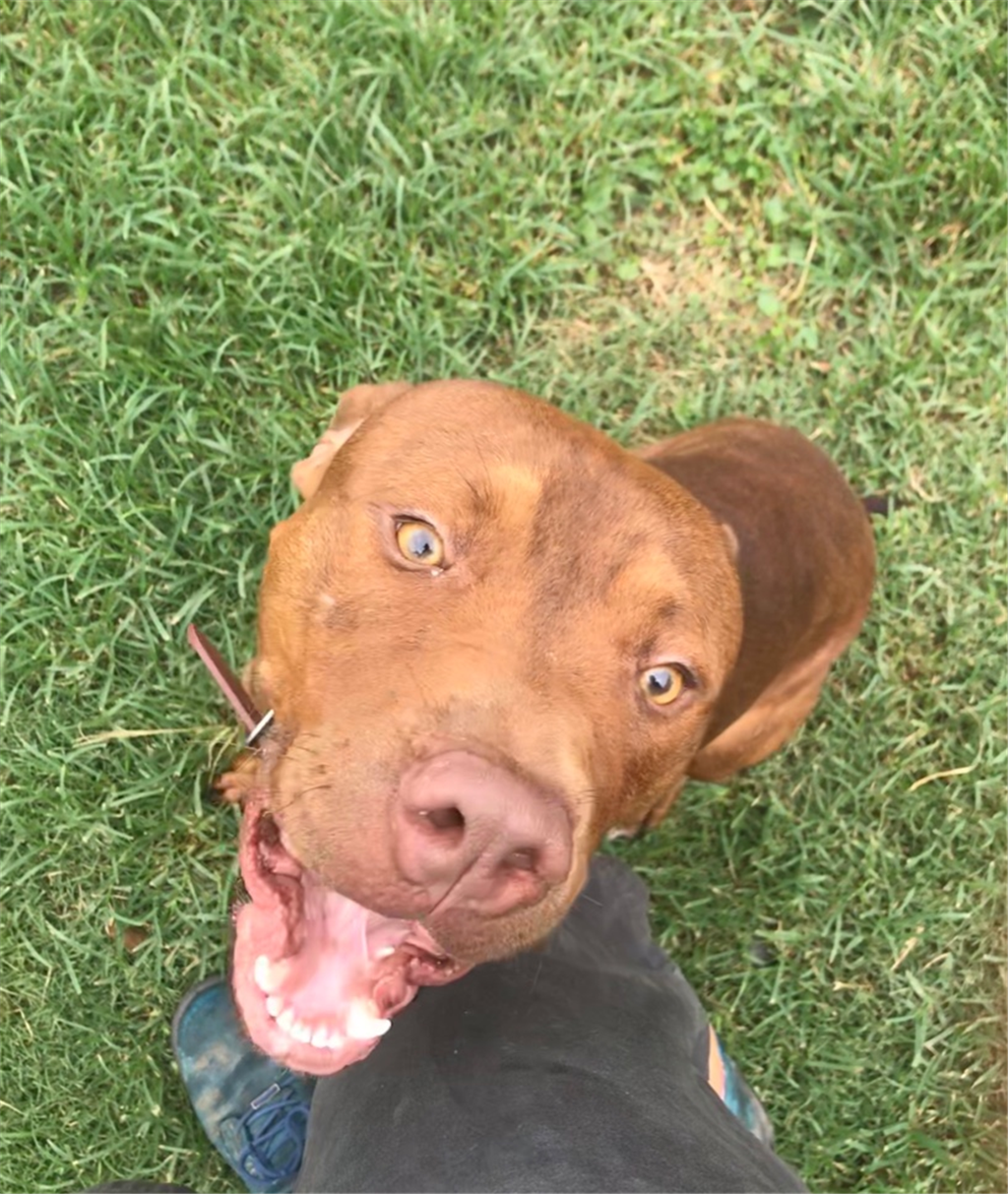 Red - Medium Male Dogue De Bordeaux x American Staffordshire Bull ...